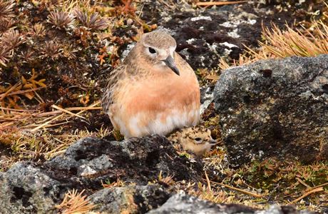 Southern New Zealand dotterel/pukunui: Birds A-Z