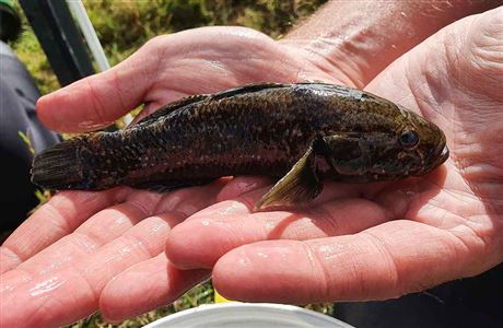 About the Rakitata River: Rakitata River restoration | Ko te ...