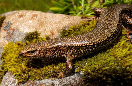 Awakopaka skink: Skinks