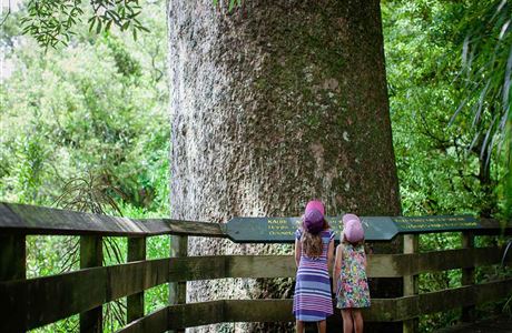 Tuahu Track: Kaimai Mamaku Conservation Park, Bay of Plenty region