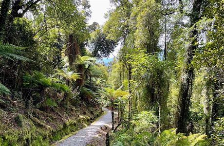 Pakihi Walk: Westland Tai Poutini National Park, West Coast region