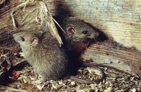 Rat Rat Hunt: Why New Zealand Is Eliminating All Of Its Rodents ...