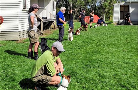 Conservation Dogs Programme: Our work