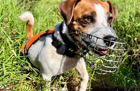 Conservation Dogs Programme: Our work