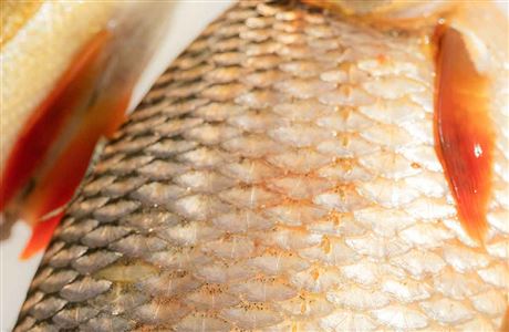 Rudd facts: New Zealand animal pests and threats