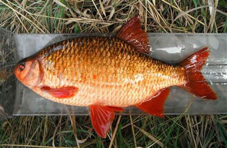 Rudd facts: New Zealand animal pests and threats