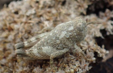 Robust grasshopper: Invertebrates: Native animals: Conservation