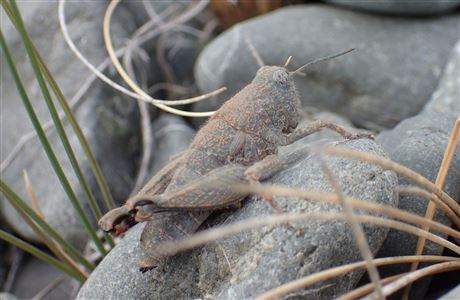 Robust grasshopper: Invertebrates: Native animals: Conservation