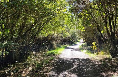 42 Traverse: Tongariro Forest Conservation Area