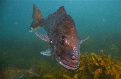 Te Whanganui-o-Hei/Cathedral Cove Marine Reserve: Places to go in ...