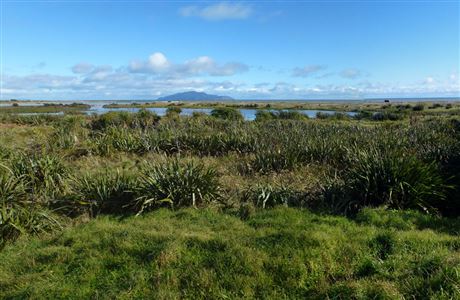 Estuary Biome Plants Plants Tijuana Estuary TRNERR