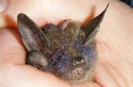 New Zealand short-tailed bats: Native animal conservation
