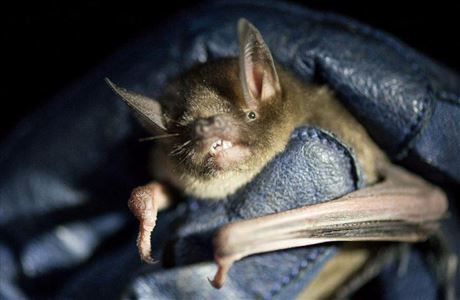 New Zealand short-tailed bats: Native animal conservation