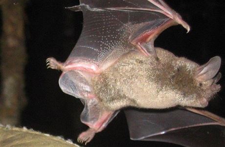 New Zealand short-tailed bats: Native animal conservation