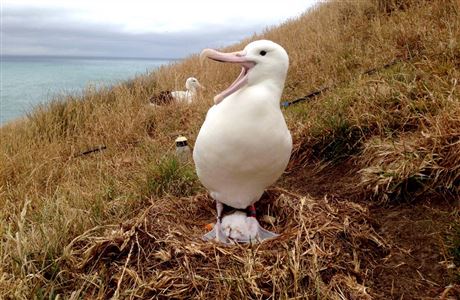 Albatross: New Zealand native sea and shore birds
