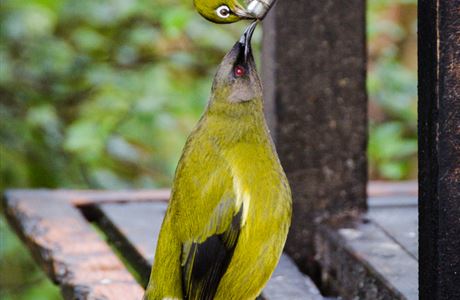 Bellbird/korimako : New Zealand native land birds