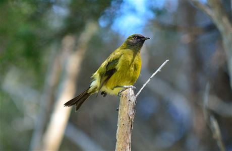Bellbird/korimako : New Zealand native land birds