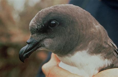 Chatham Island taiko: New Zealand sea and shore birds