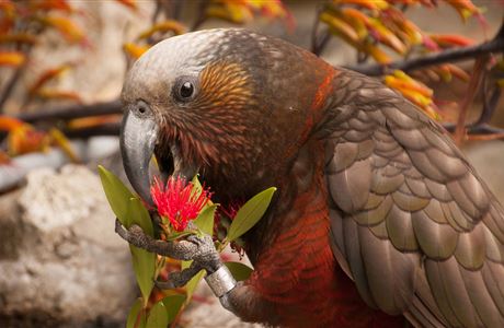 Kākā: New Zealand native land birds
