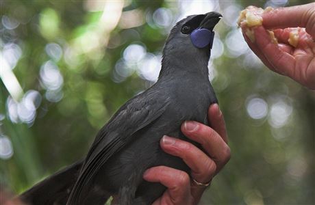 Kōkako: New Zealand native land birds