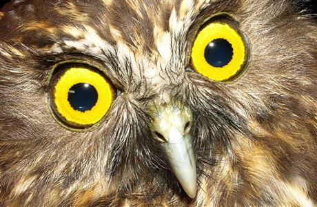 Morepork/ruru: New Zealand native land birds