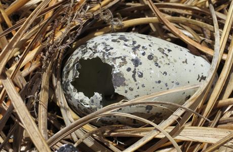 Northern New Zealand dotterel/tūturiwhatu: Birds A-Z