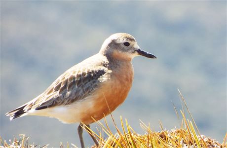 Southern New Zealand dotterel/pukunui: Birds A-Z