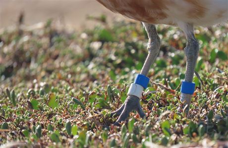Southern New Zealand dotterel/pukunui: Birds A-Z
