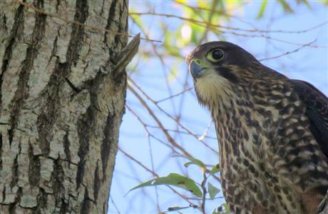 New Zealand falcon/kārearea: New Zealand native land birds
