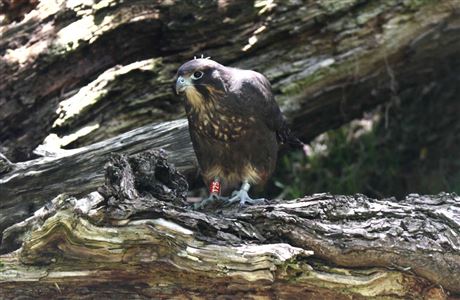 New Zealand falcon/kārearea: New Zealand native land birds
