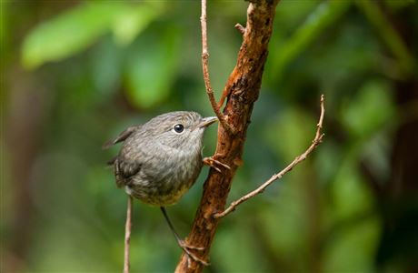 New Zealand robin/toutouwai: Land birds: Native animals