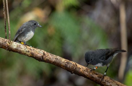 New Zealand robin/toutouwai: Land birds: Native animals