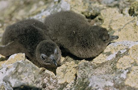 Little penguin/korora: Little blue penguin: New Zealand native sea and ...