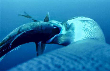 Yellow-eyed penguin/hoiho: Sea and shore birds