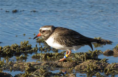 Shore plover