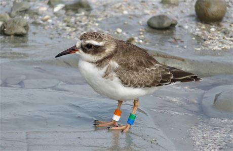 Shore plover