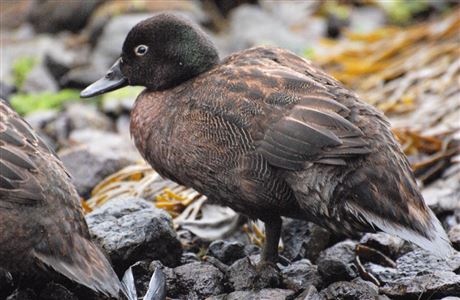 Subantarctic teal: Wetland and river birds