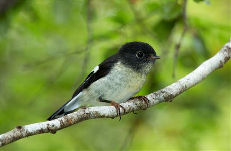 Tomtit/miromiro: Land birds: Native animals