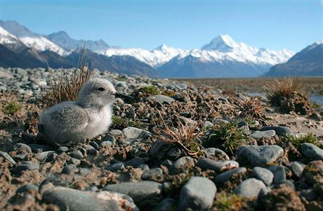 Wrybill/ngutu pare: Birds