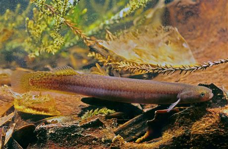 Mudfish: New Zealand freshwater fish