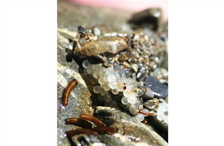 Canterbury galaxias: Non-migratory galaxiids