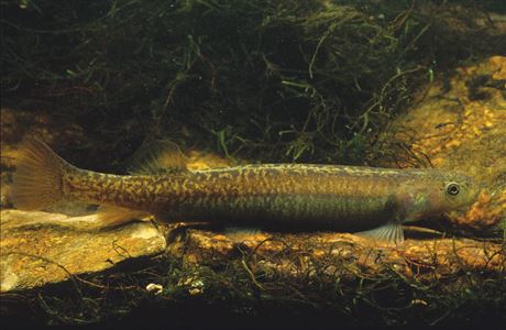 Non-migratory galaxiids: New Zealand freshwater fish