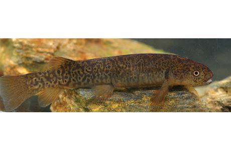 Dusky galaxias: Non-migratory galaxiids