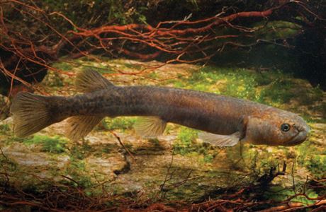Non-migratory galaxiids: New Zealand freshwater fish