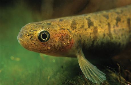 Non-migratory galaxiids: New Zealand freshwater fish