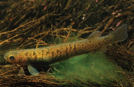 Gollum galaxias: Non-migratory galaxiids