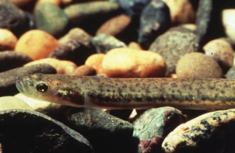 Non-migratory galaxiids: New Zealand freshwater fish