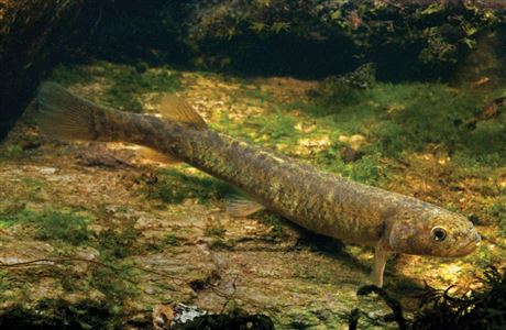 Nevis galaxias: Non-migratory galaxiids