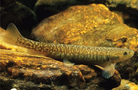 Non-migratory galaxiids: New Zealand freshwater fish