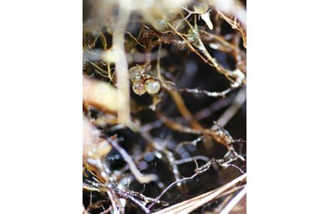 Teviot flathead galaxias: Non-migratory galaxiids